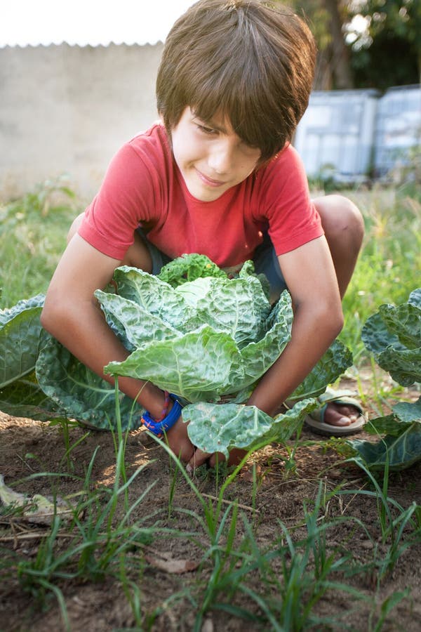 A Kid Bends Down and Holds a Large Cabbage Head. the Kid Struggles To ...