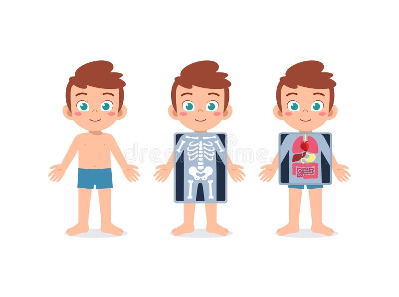 Kid Body Structure for Education in School Stock Vector - Illustration ...