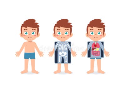 Kid Body Structure for Education in School Stock Vector - Illustration ...