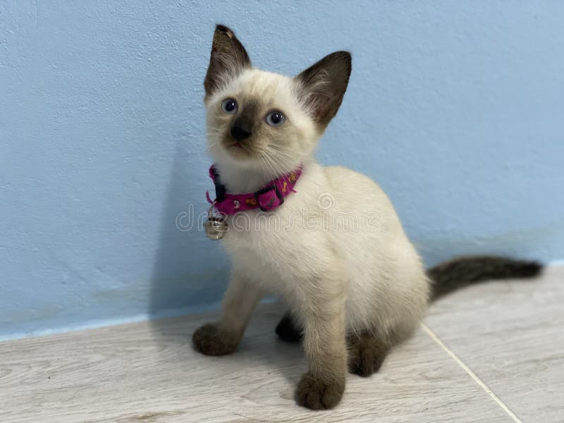 Kid cat good boy stock photo. Image of thailand, good - 192200234