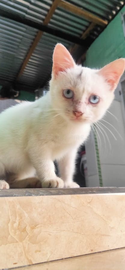 Kid cat walking stock photo. Image of nose, wildcat - 264308150