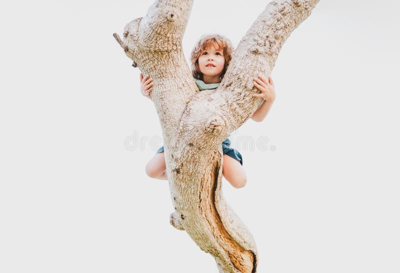 Kid Climbing a Tree Sitting on Tree Branch, Isolated on White. Stock ...