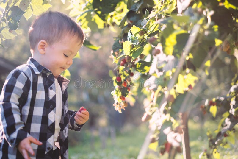 Kid Eating Raspberry in Autumn Garden Stock Image - Image of outside ...