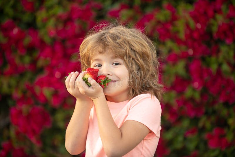Kid Eats Fresh Strawberry. Child Eating Strawberries. Stock Photo ...