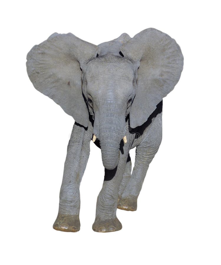 Kid elephant stock image. Image of path, africa, wildlife - 10996535