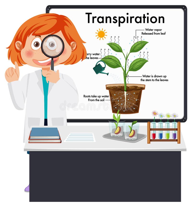Kid Explaining Plant Transpiration Stock Vector - Illustration of ...