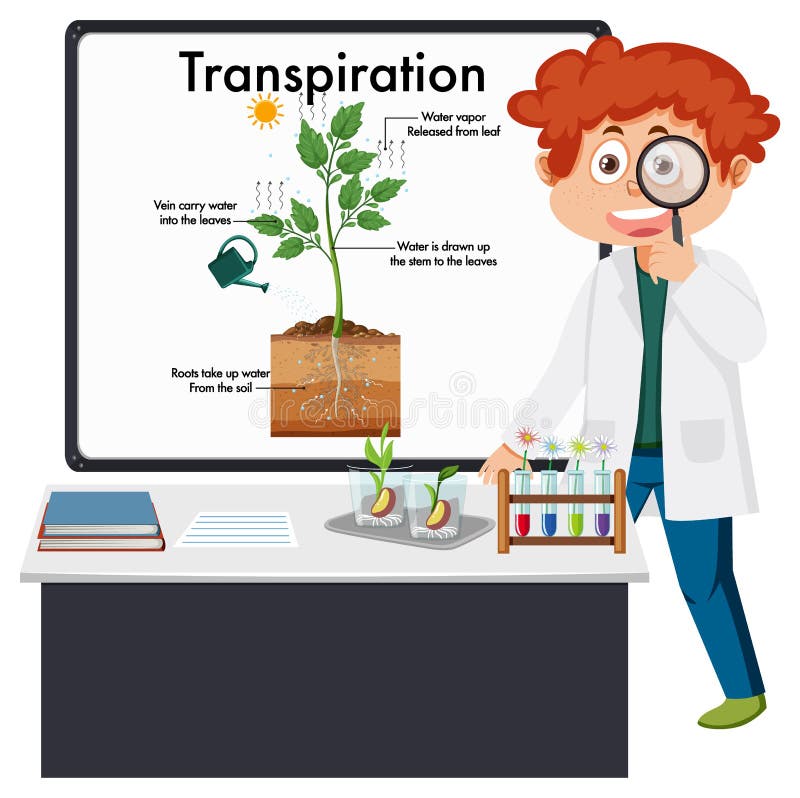 Kid Explaining Plant Transpiration Stock Vector - Illustration of ...