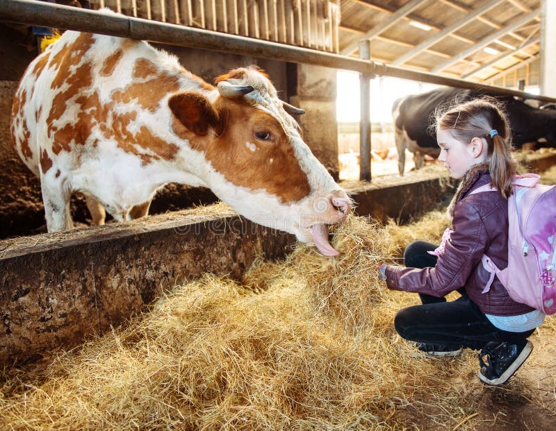 Kid feeding cow stock image. Image of person, cowshed - 70062589