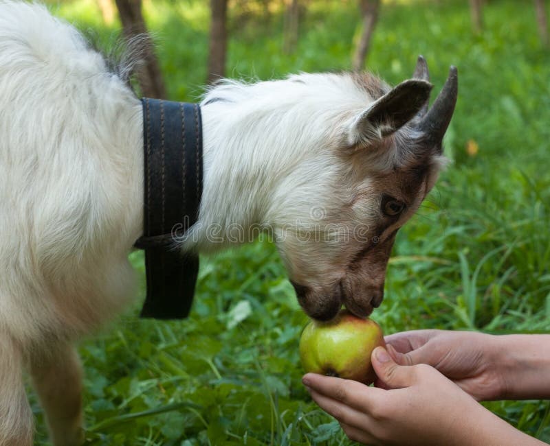 Kid of goat and an apple stock image. Image of gregarious - 258549509