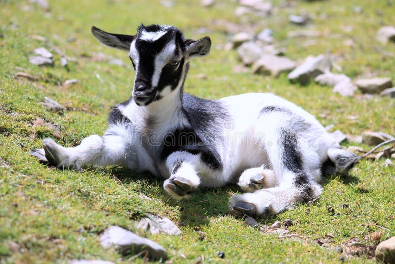 Kid Goat stock photo. Image of sitting, nature, hoof - 44991706