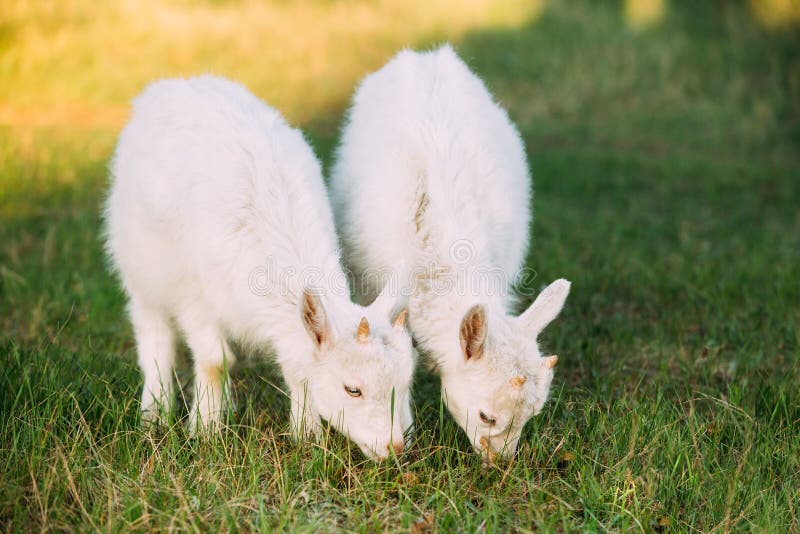 Summer Grass on Meadow stock image. Image of pasture - 35918891