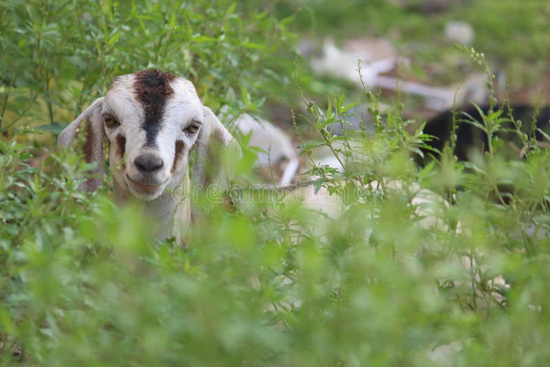 Kid goat head stock image. Image of head, body, goat - 106194837