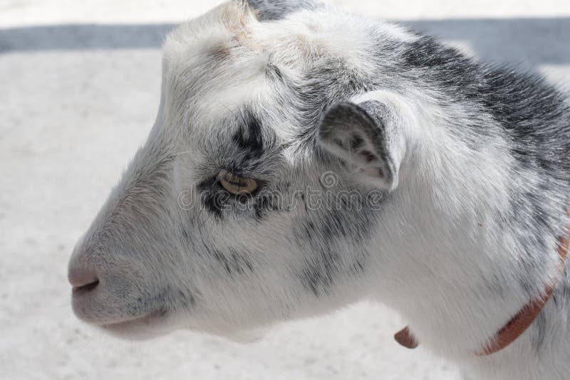 Kid Goat stock image. Image of head, young, look, mammal - 99788729