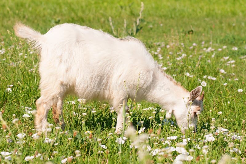 Kid goat stock photo. Image of grassland, flower, field - 60826574