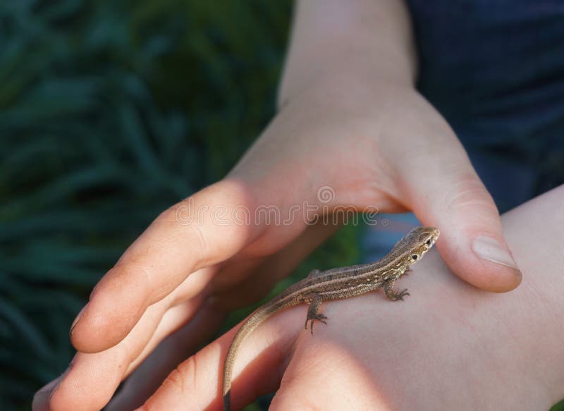 Kid Hand Holding A Brown Lizard Stock Photo - Image of child, biology ...
