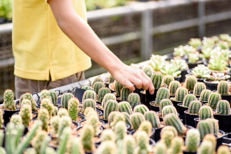 Touching cactus stock photo. Image of prickles, touching - 4156026