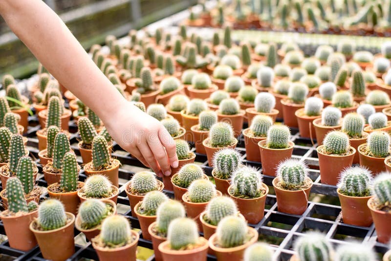 Hand touching cactus stock photo. Image of thorn, cactus - 7195530