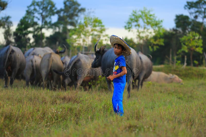 Kid with his buffalo. editorial photography. Image of background - 64208527