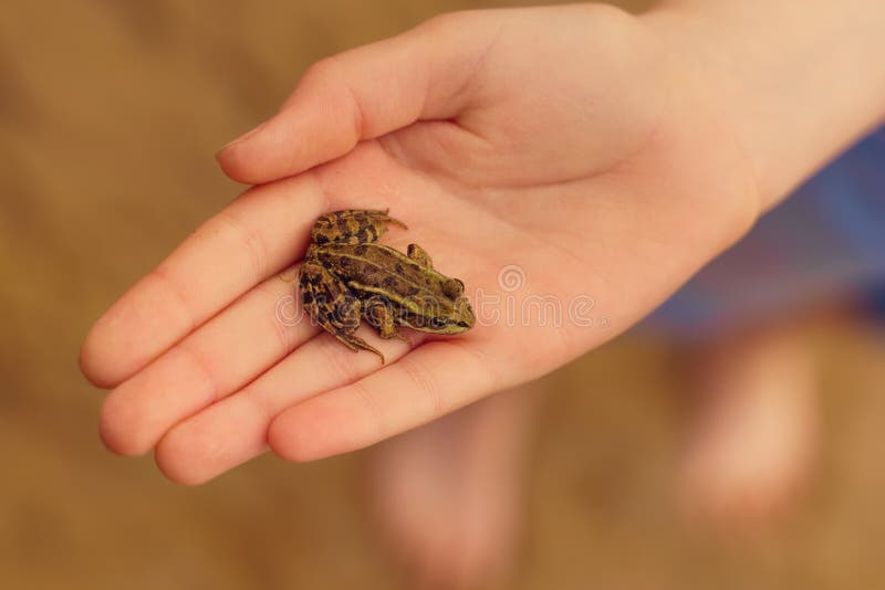Kid Holding a Small Frog in Hand Stock Photo - Image of blur, wildlife ...