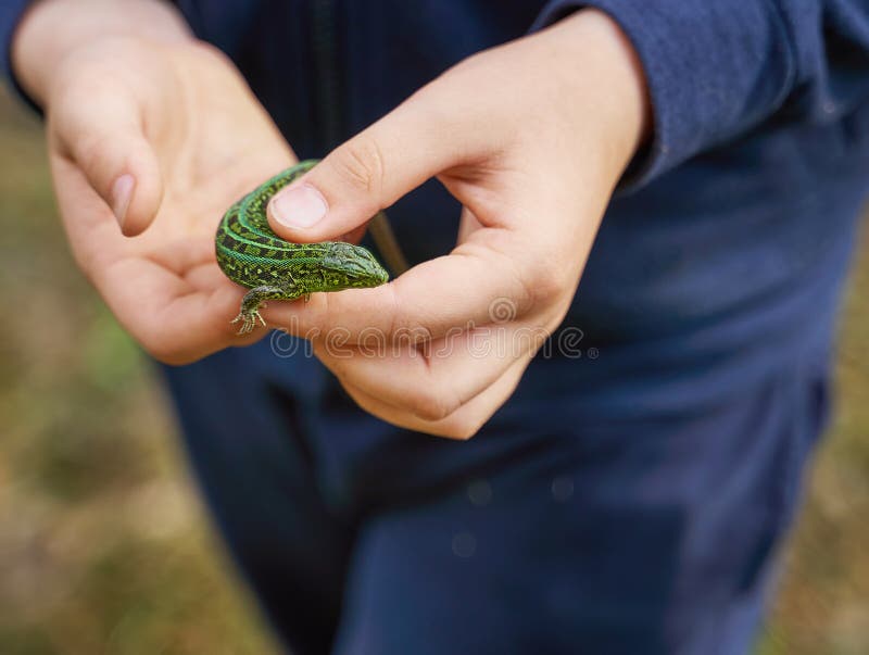Kid Holding a Small Frog in Hand Stock Photo - Image of blur, wildlife ...