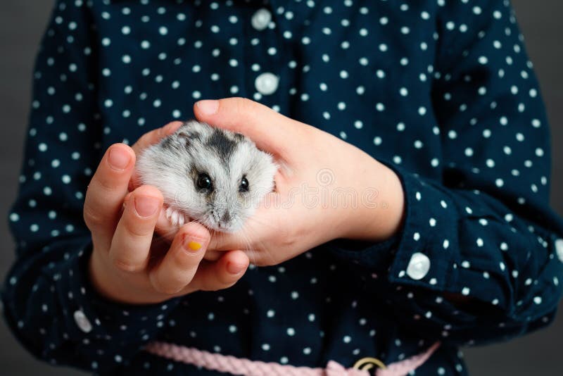 The Kid Holds a Grey Hamster in His Hands. Hands of a Child with a Cute ...