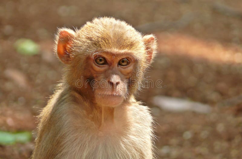 Kid monkey stock photo. Image of wild, monkey, life, india - 6502958