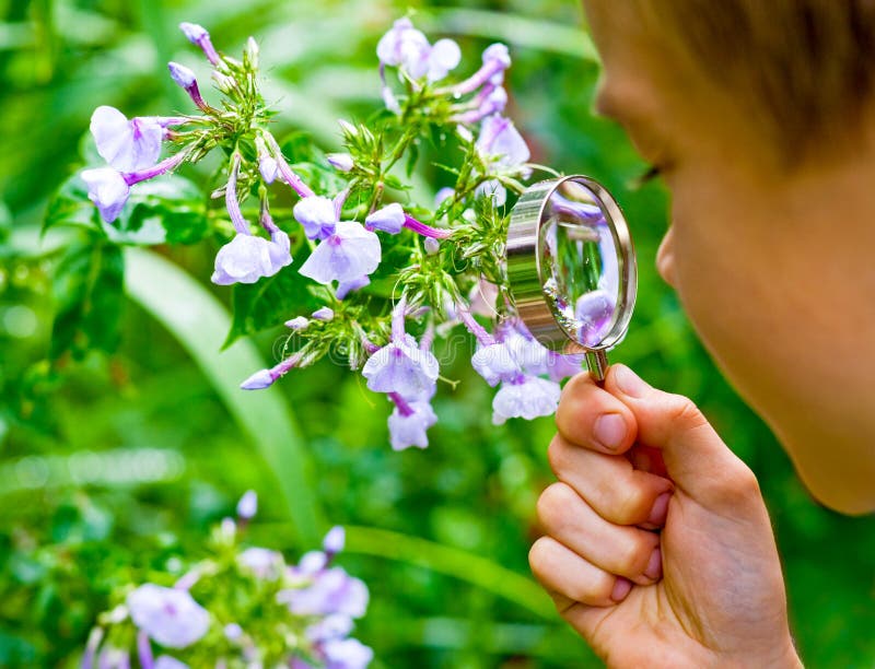 Kid observing flower stock photo. Image of mauve, education - 10946792