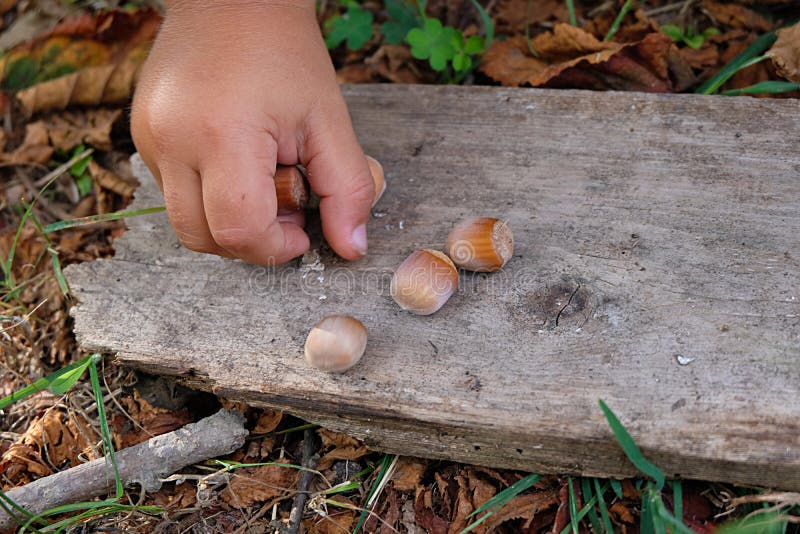 Play stock photo. Image of wood, fall, child, hand, nuts - 100676748