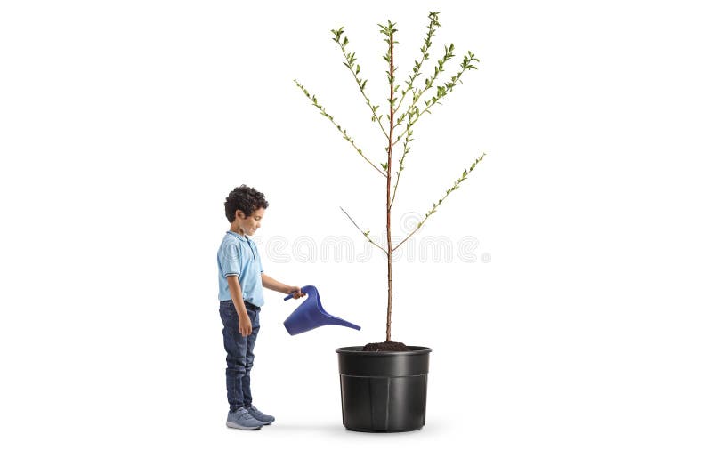 Kid Pouring Water To a Tree Stock Photo - Image of farming, season ...