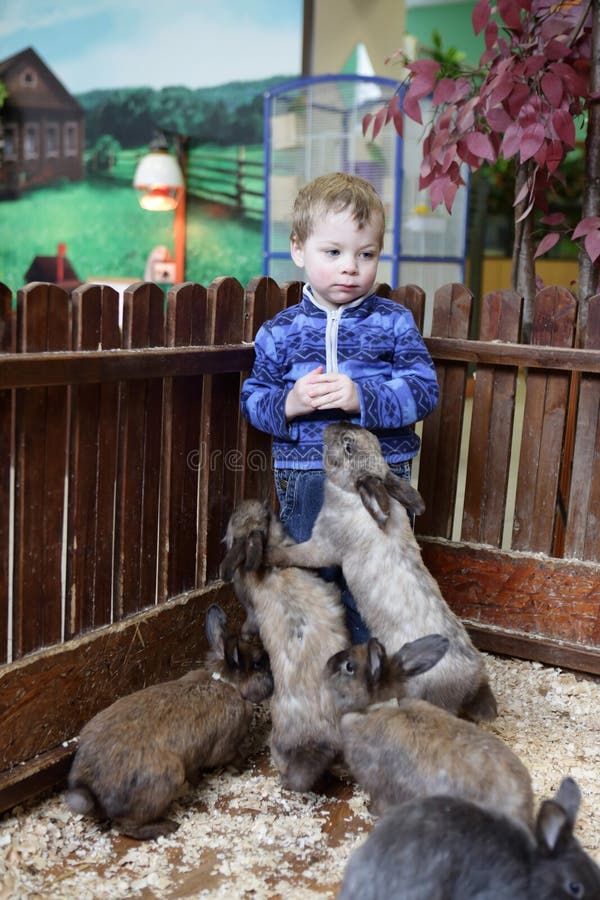 Kid with rabbits stock photo. Image of domestic, cheerful - 92158128