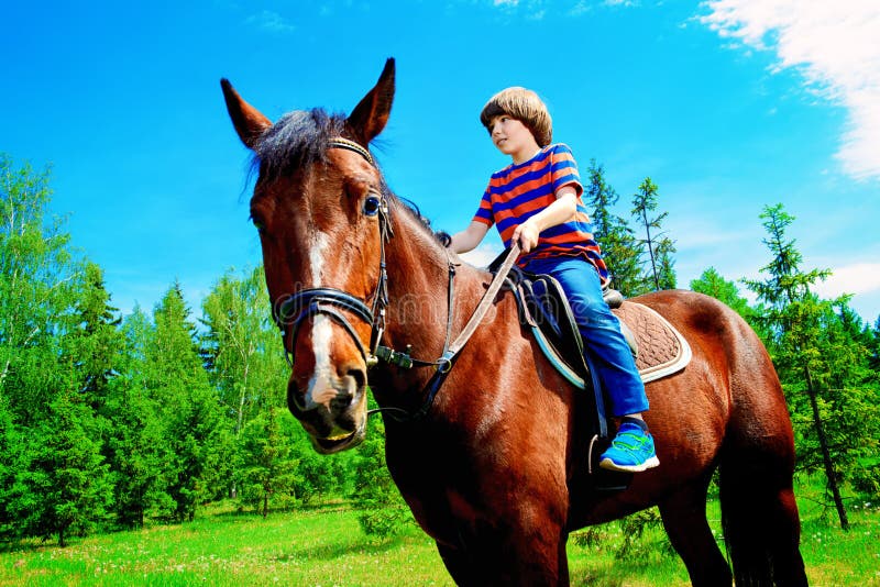 Horse Picture. Image: 19827325