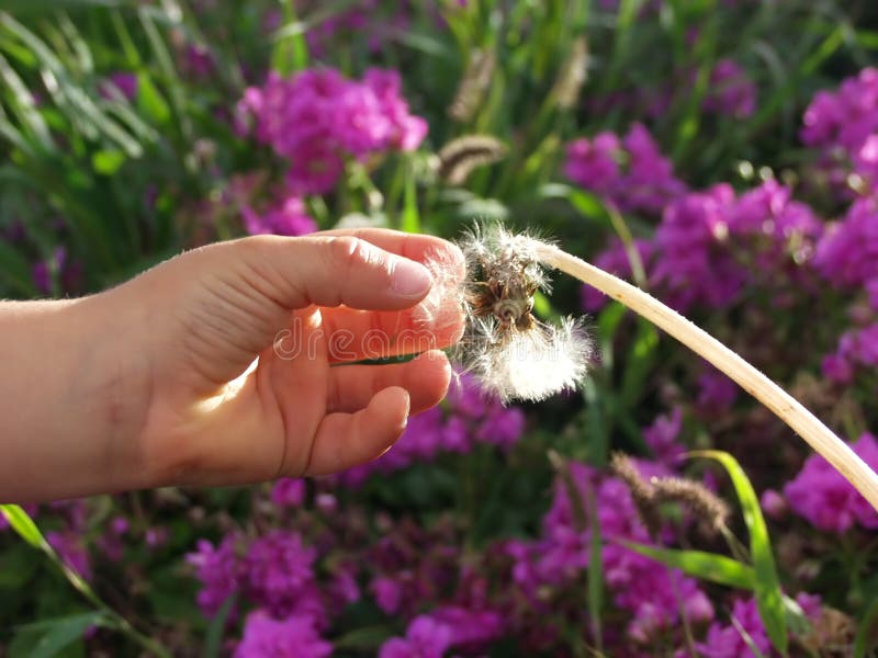 Kid s hand stock photo. Image of play, girls, flowers, fingers - 836902