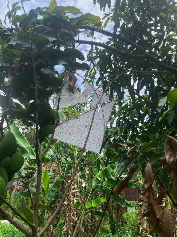 A Kid S Kite Stuck on the Branch of a Mango Tree Stock Image - Image of ...