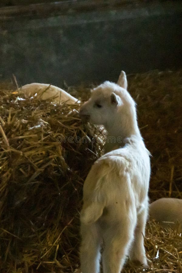 Kid stock image. Image of barn, goat, cute, baby, domestic - 245480437