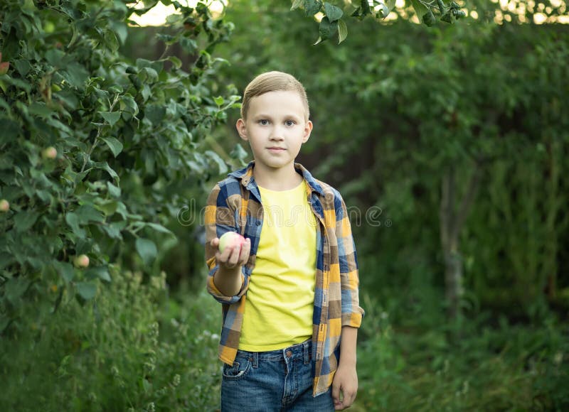 Kid Teen Boy Picking a Apple from a Tree in a Garden Stock Photo ...