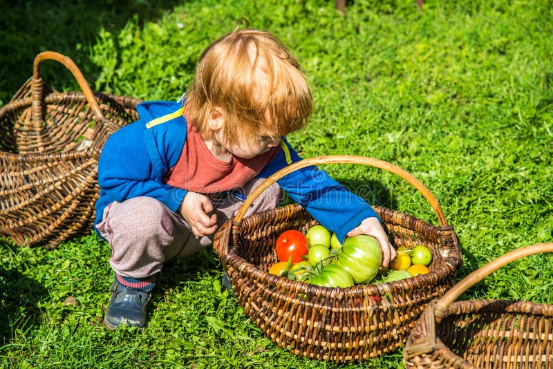 Kid Toddler and Tomatoes Outdoors Stock Photo - Image of full, girl ...