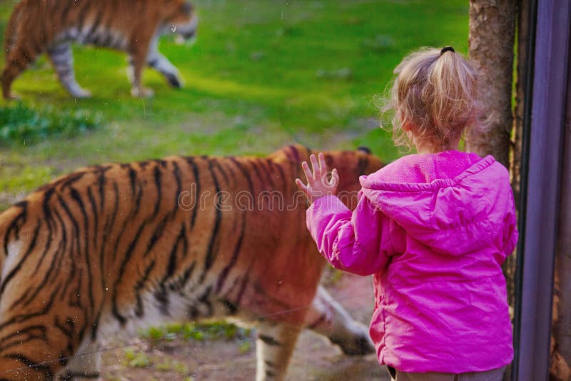 Kid Watching at Tigers in Zoo Trough the Glass Stock Photo - Image of ...