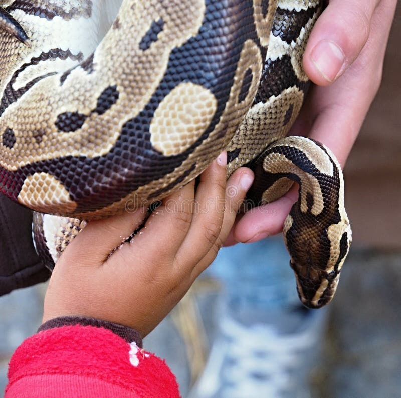 Child and Adult Holding a Royal Python Snake Stock Photo - Image of ...