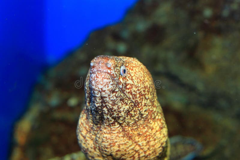 Kidako moray stock image. Image of fish, creatures, okinawa - 46956315