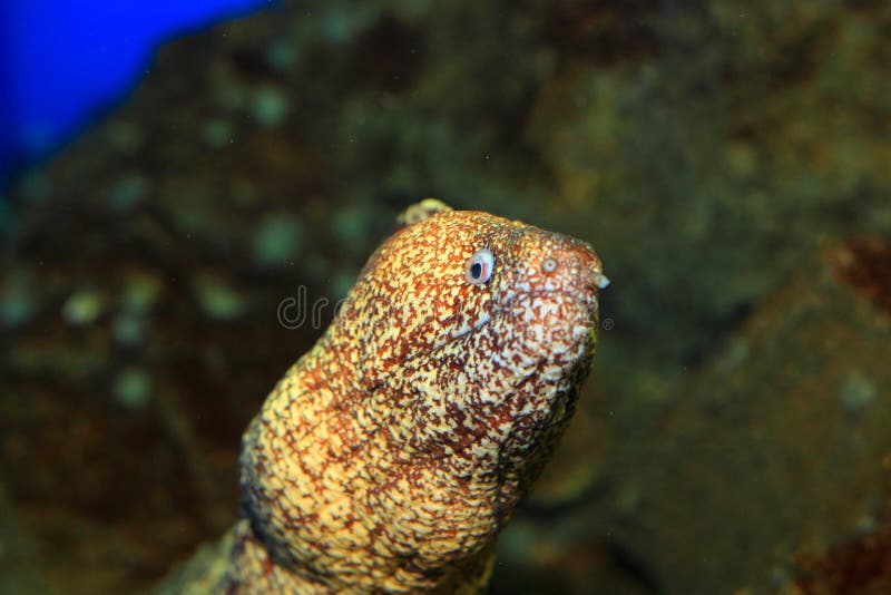 Kidako moray stock photo. Image of close, japan, coral - 46956640