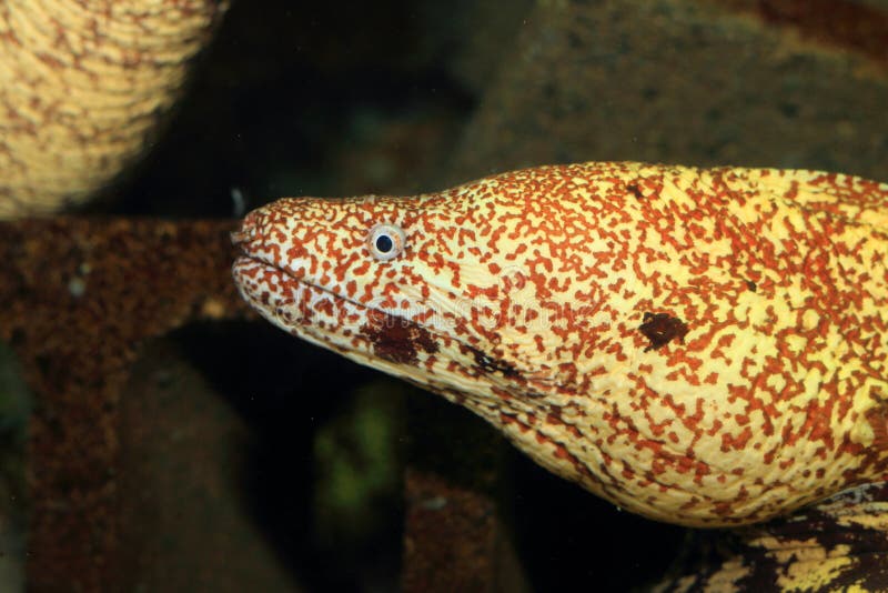 Kidako moray stock photo. Image of close, japan, coral - 46956640