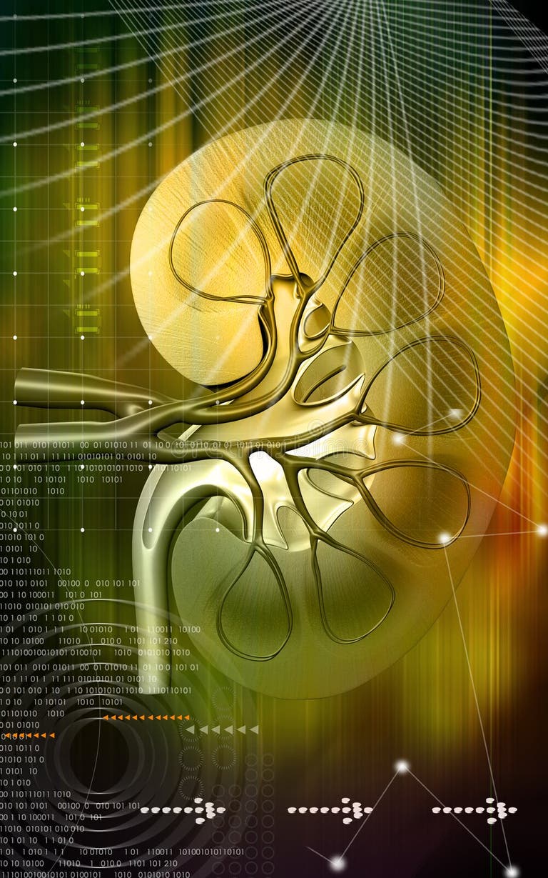 Digital Kidney Stock Illustrations – 2,300 Digital Kidney Stock ...