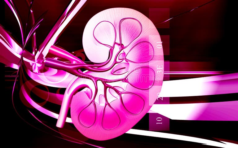 Pink Kidney Stock Illustrations – 1,182 Pink Kidney Stock Illustrations ...