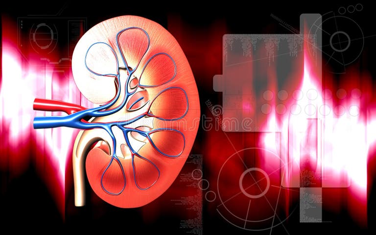 Digital Kidney Stock Illustrations – 2,300 Digital Kidney Stock ...