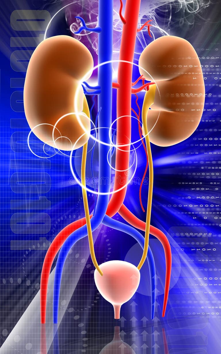 Digital Kidney Stock Illustrations – 2,300 Digital Kidney Stock ...