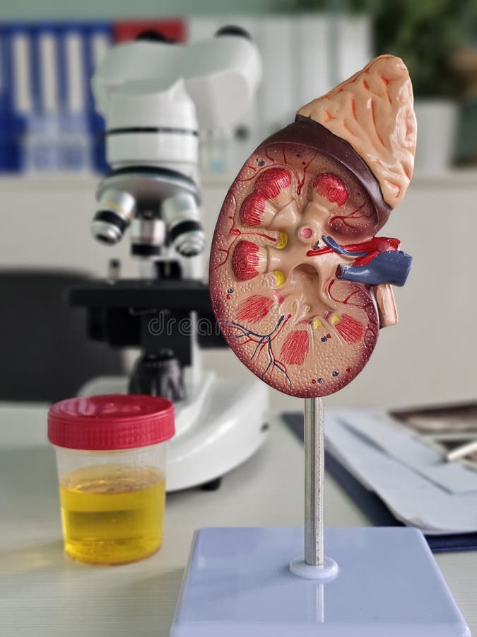 165 Human Anatomy Physiology Model Laboratory Model Stock Photos - Free ...