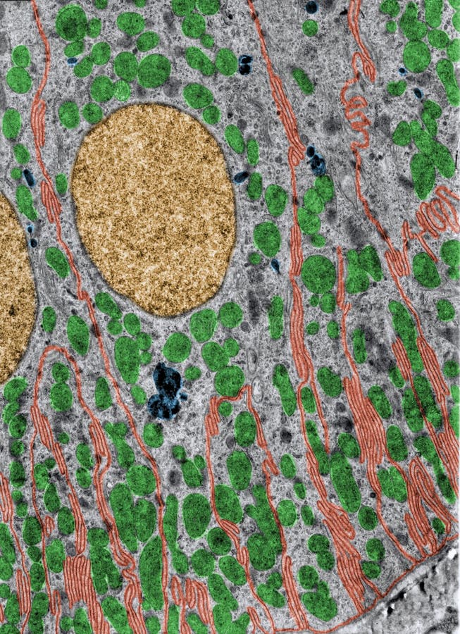 291 Basal Cell Microscope Stock Photos - Free & Royalty-Free Stock ...