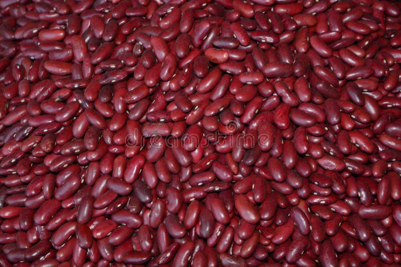 Kidney Bean, Red Kidney Bean Stock Image - Image of phasecolus, healthy ...