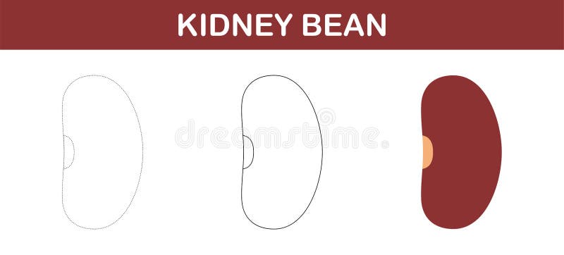 Kidney Bean Tracing and Coloring Worksheet for Kids Stock Vector ...