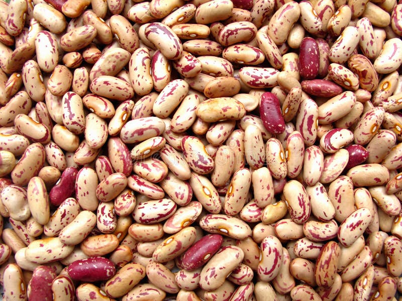 Kidney Beans stock photo. Image of textured, bean, seeds - 15546286
